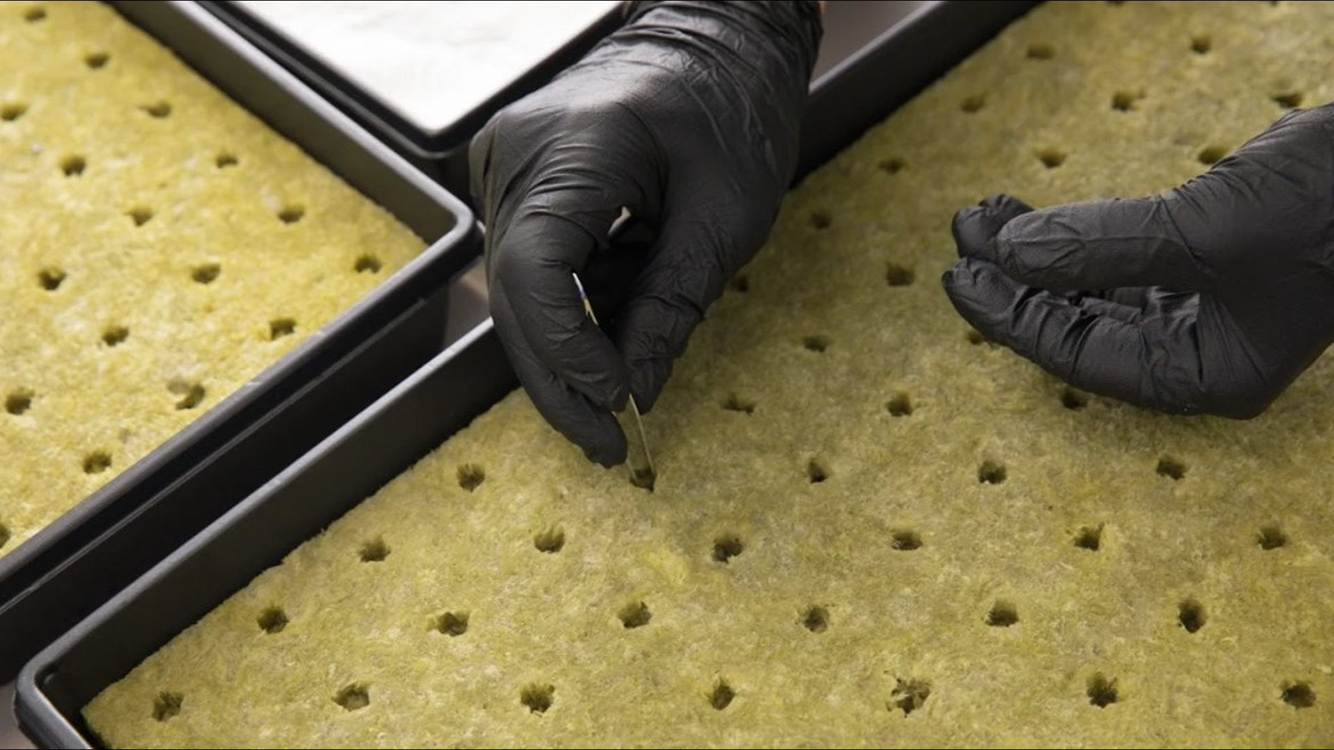 FIRST LOOK | Medical marijuana planting underway at Buckeye Relief in ...
