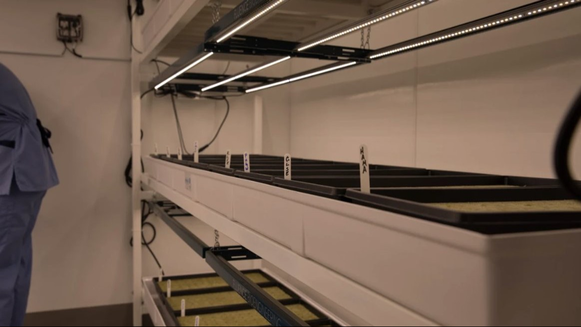 FIRST LOOK | Medical marijuana planting underway at Buckeye Relief in ...