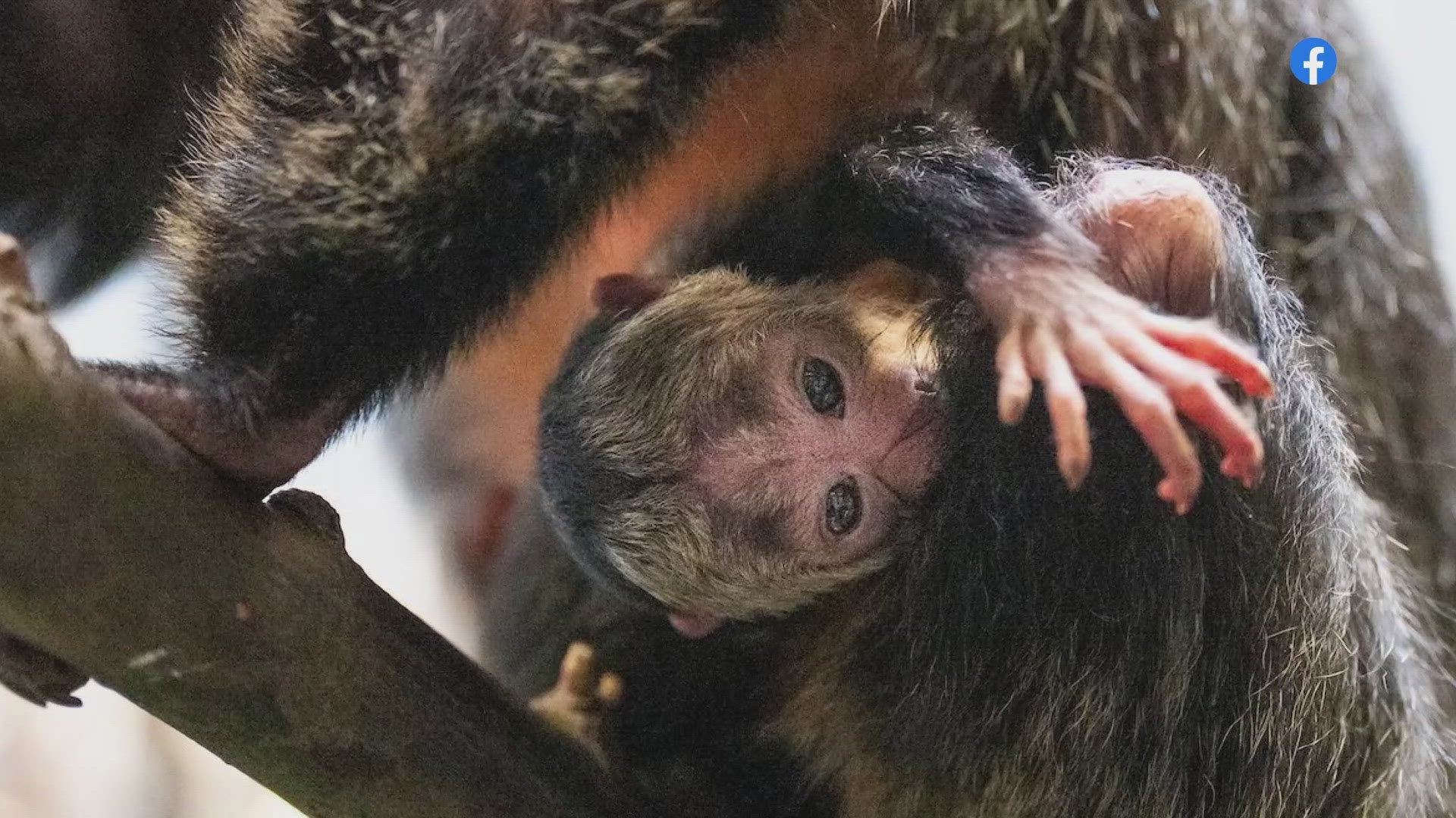 Baby saki monkey born at Cleveland Metroparks Zoo | wkyc.com