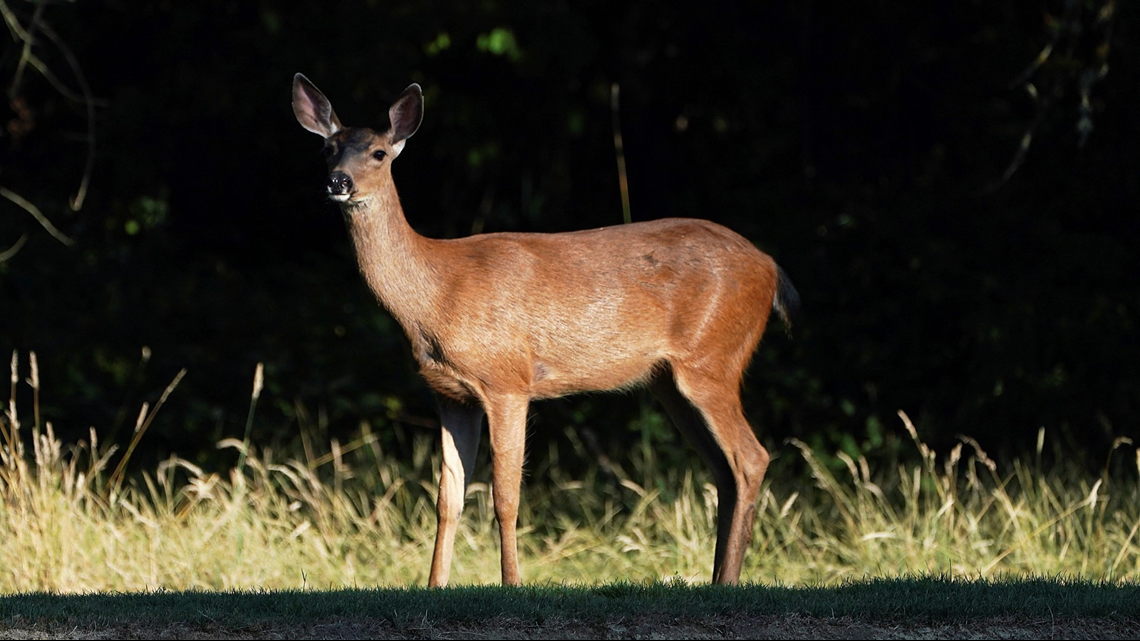 Lifetime hunting, fishing licenses now available in Ohio | wkyc.com Lifetime hunting, fishing licenses now available in Ohio | wkyc.com