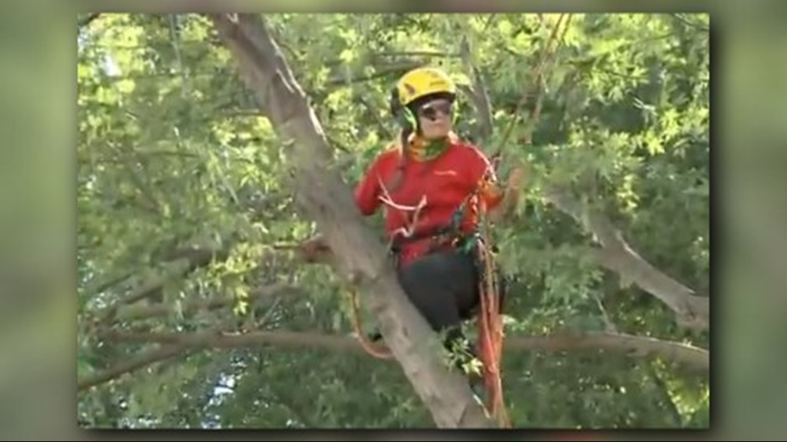 Girls in STEM | Local arborist showcases unique occupation | wkyc.com