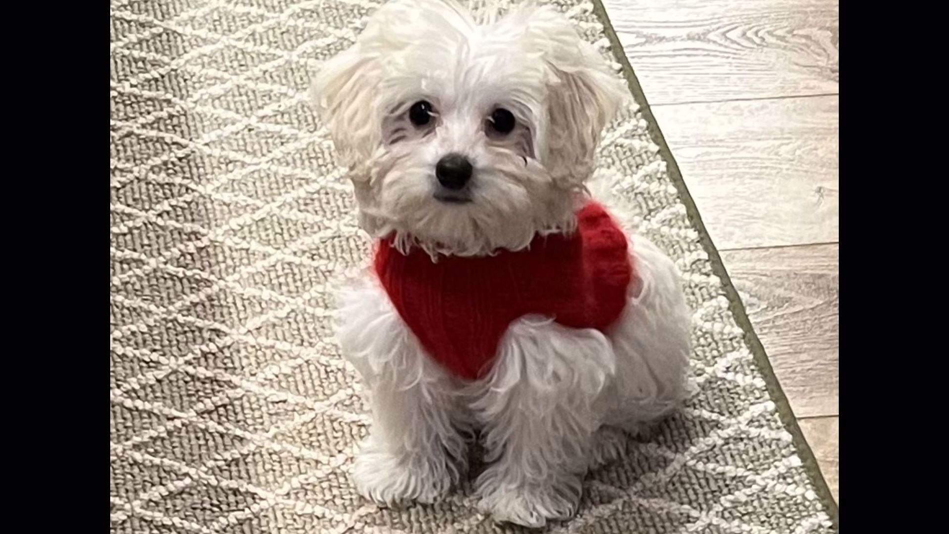 Celebrating National Puppy Day 2022 on March 23: Cute photos | wkyc.com