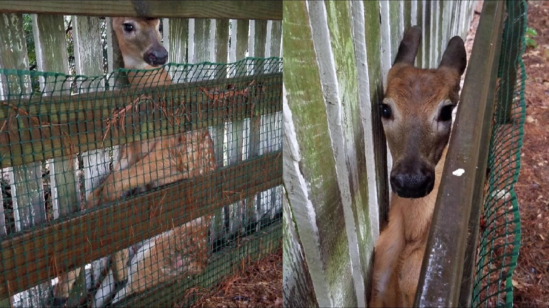 Bay Village police free deer trapped between fences | wkyc.com