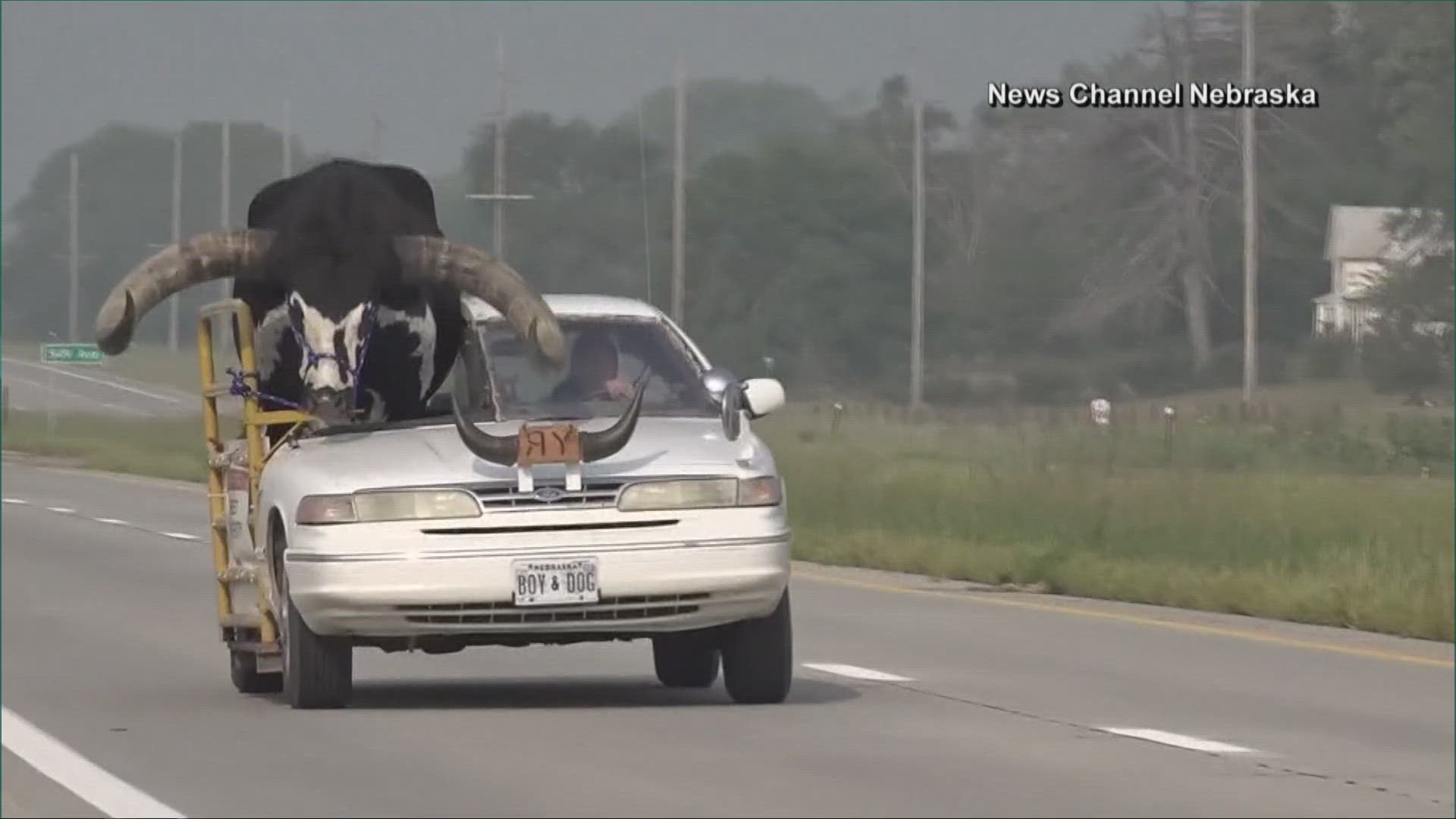 Bull named Howdy Doody rides shotgun in pulled-over Nebraska car | wkyc.com