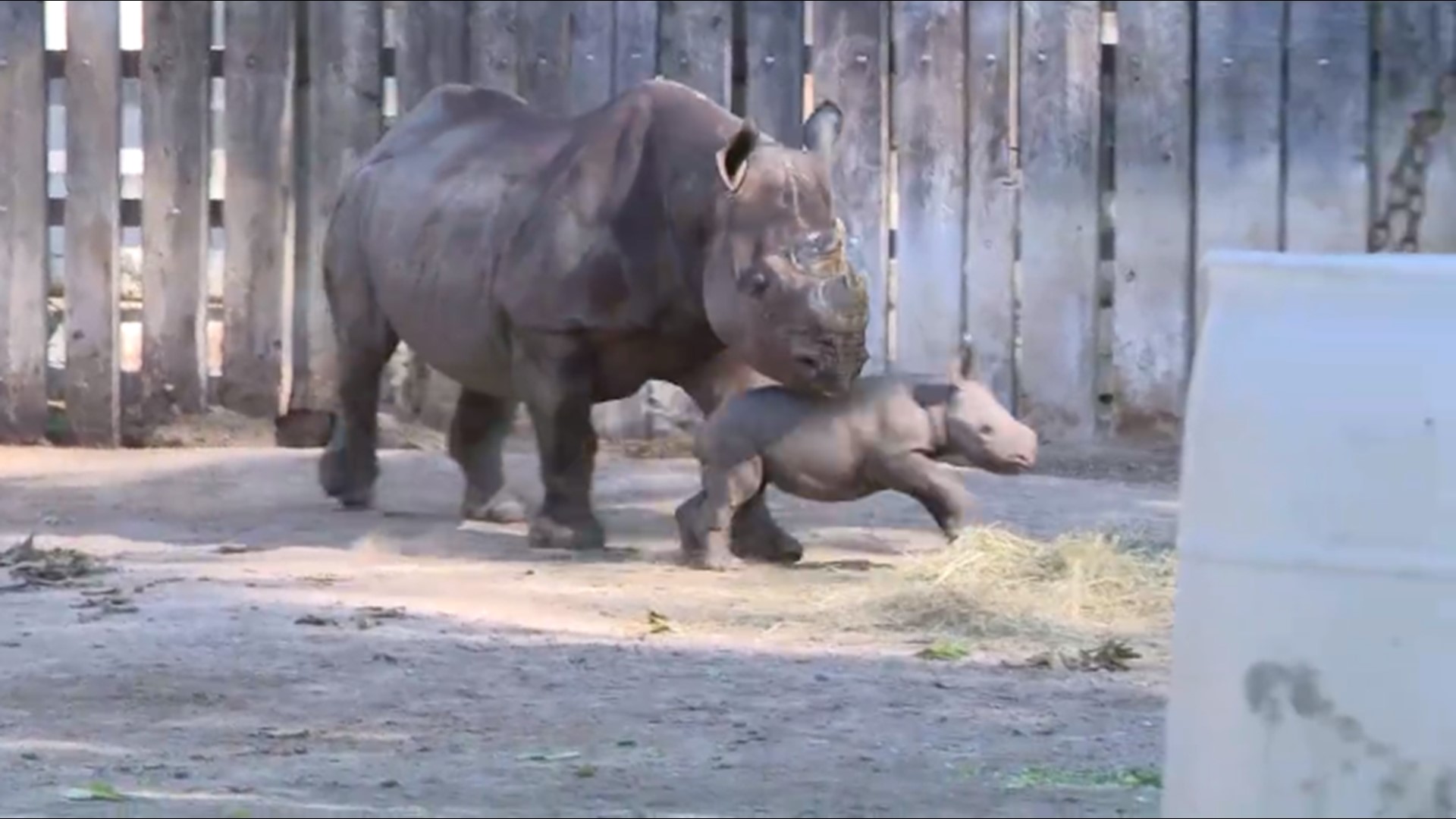 PHOTOS | Baby rhino makes public debut at Cleveland Zoo | wkyc.com