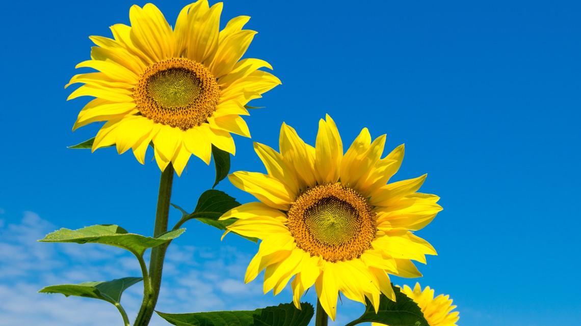 Rogish Farm offers cut-your-own sunflowers in Chesterland: How to make ...