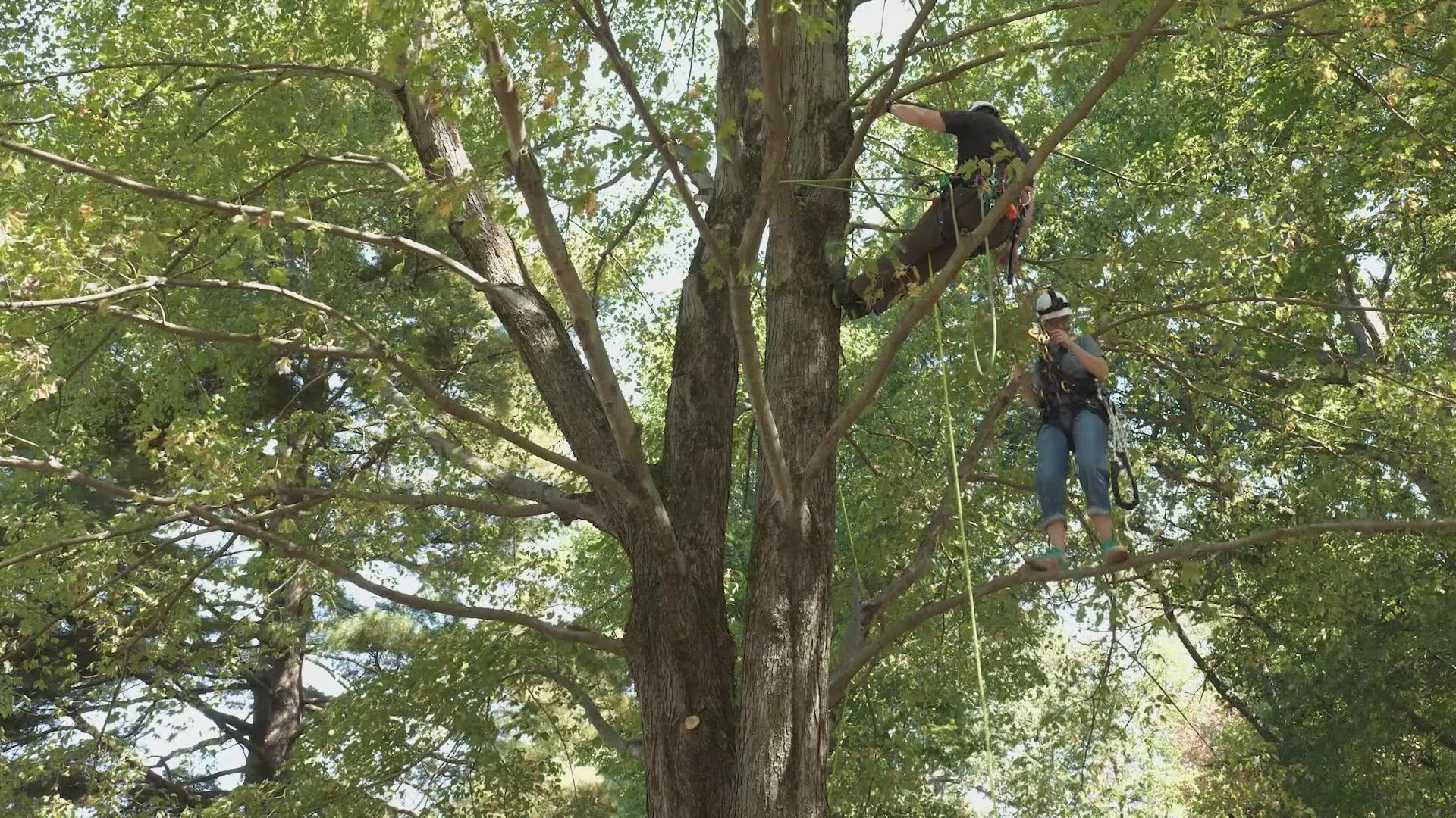 Growing STEM: How line throwers help arborists perform research in the ...