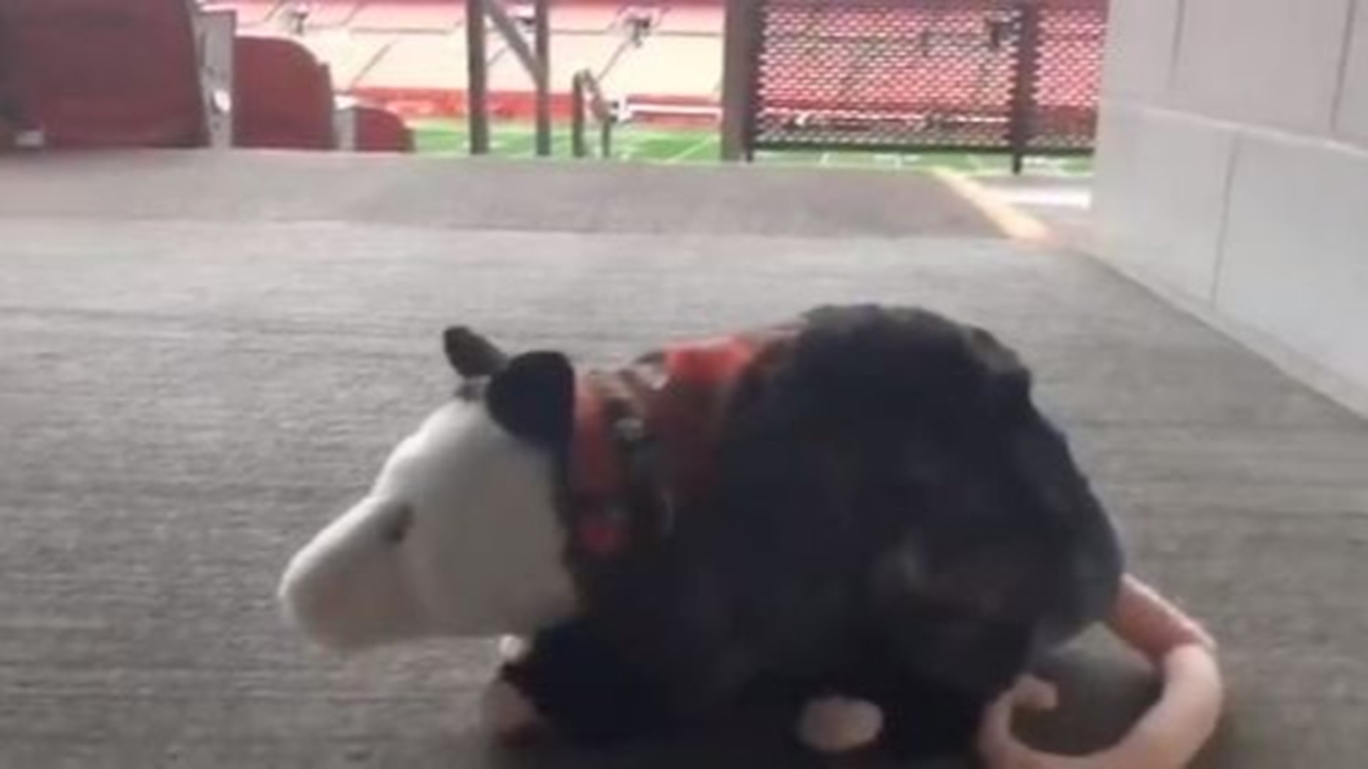 Cleveland Browns Coach Hue Jackson embraces 'Rally Possum' concept at ...