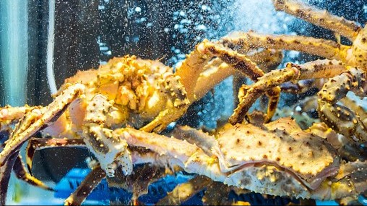Nearly 900 pounds of illegal, live crabs seized in Ohio | wkyc.com