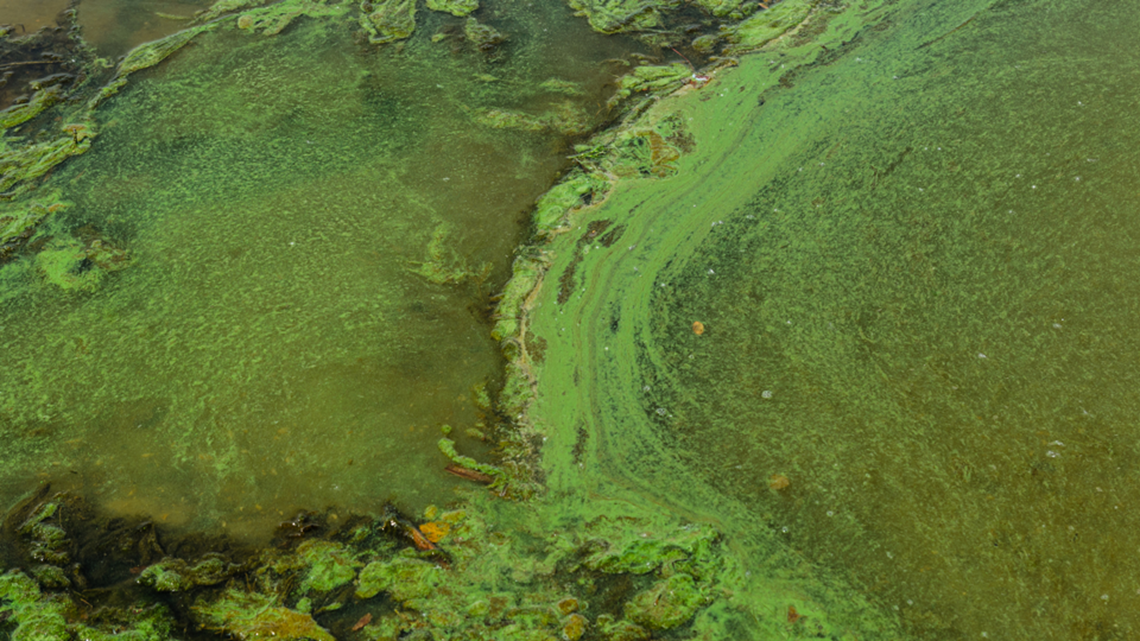 Algae bloom expected to be more severe in Lake Erie this year than in ...