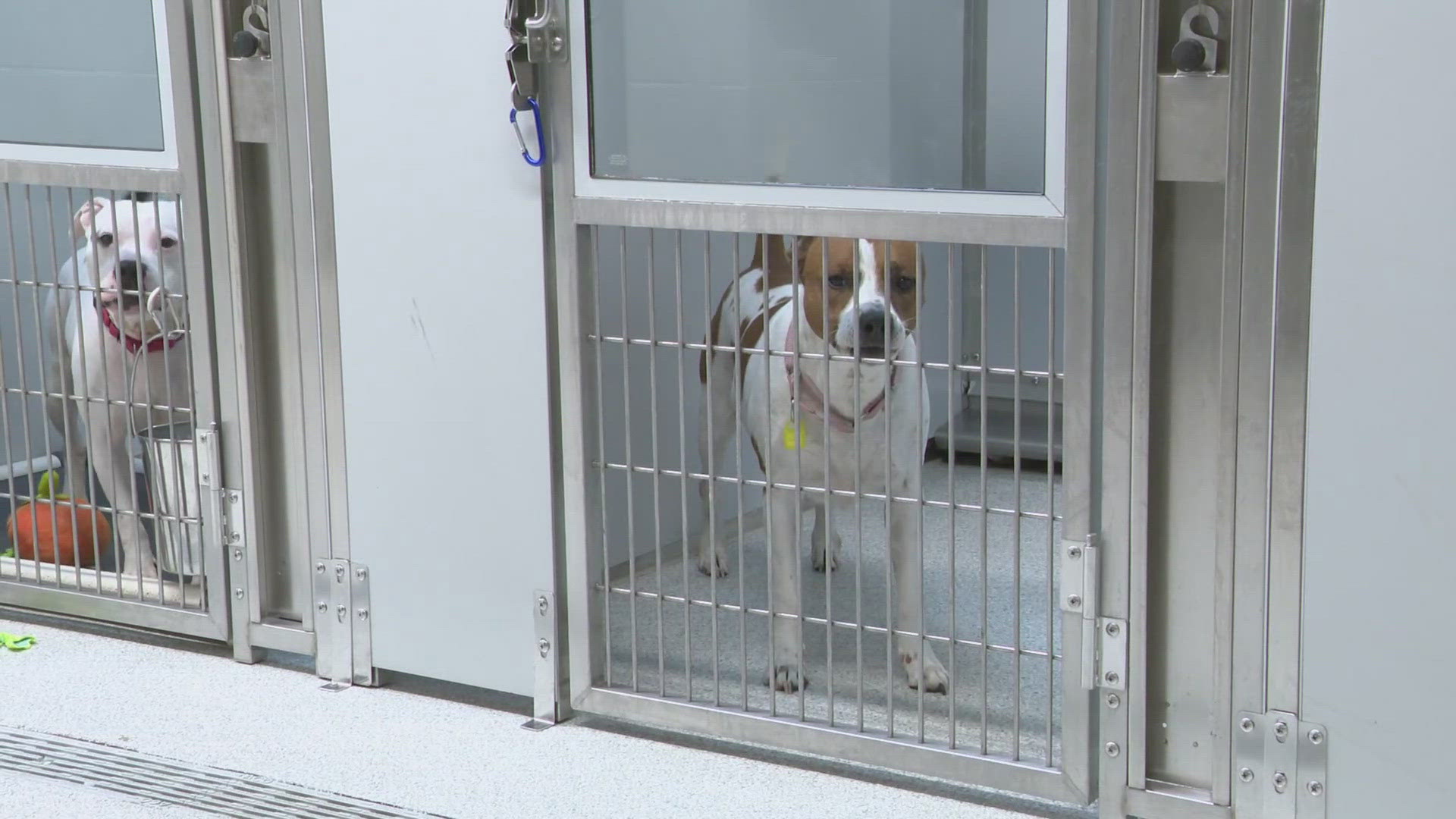 Northeast Ohio animal shelters say they're at 'max capacity' | wkyc.com
