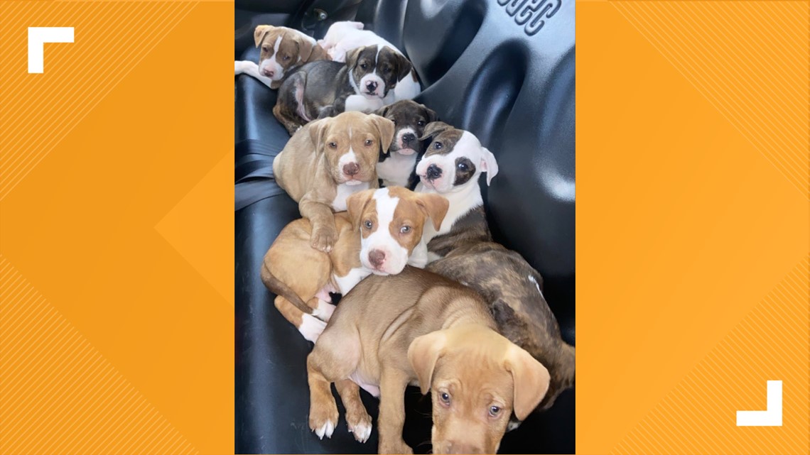Euclid police searching for owner of 10 lost puppies | wkyc.com