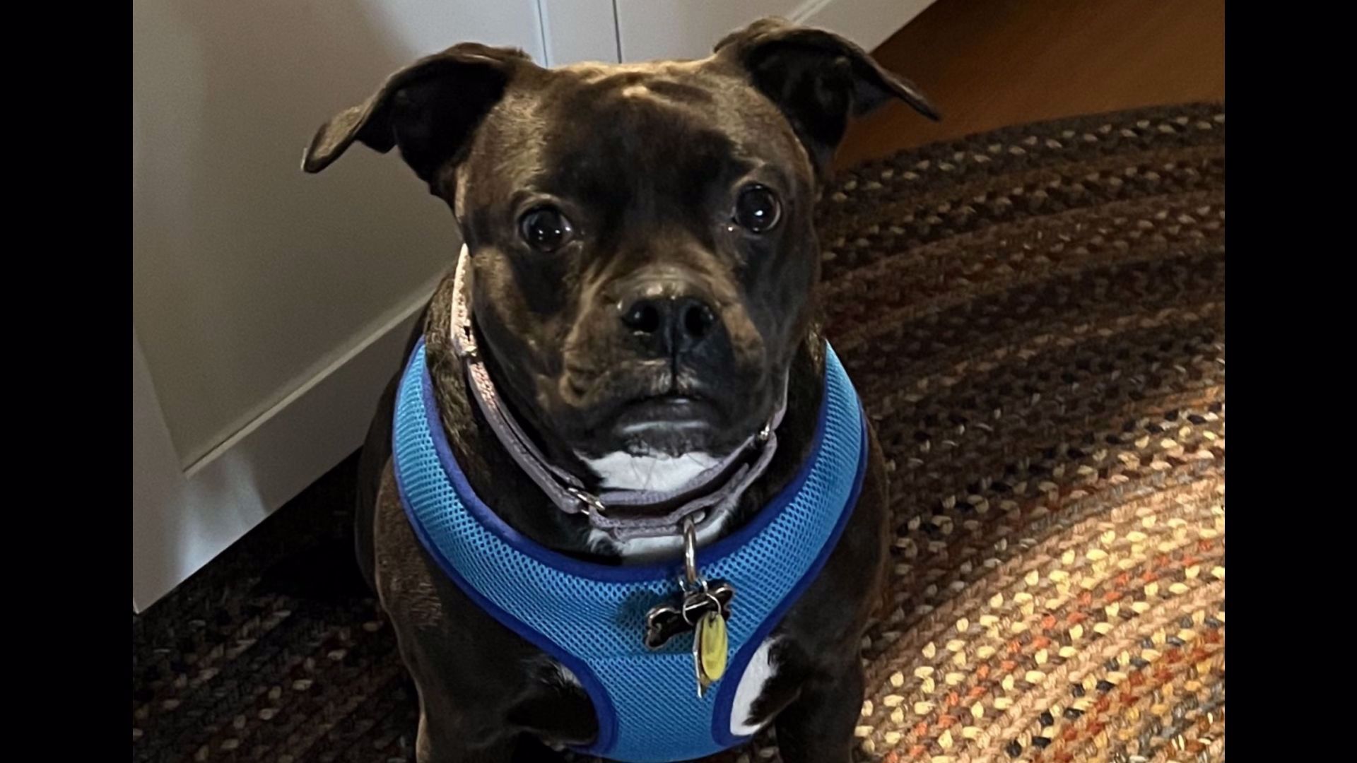 National Puppy Day 2023: Viewer photos | wkyc.com