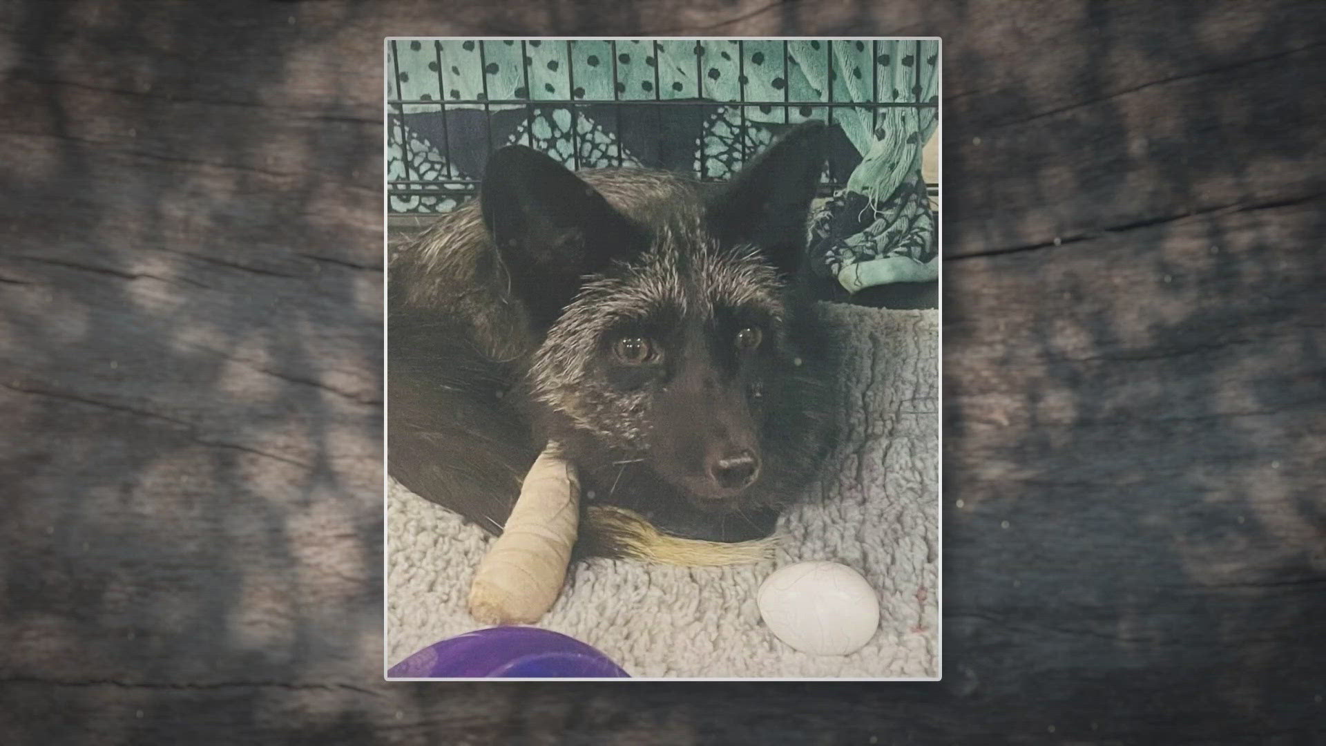 Sanctuary expanding as more captive-bred foxes are surrendered by pet ...