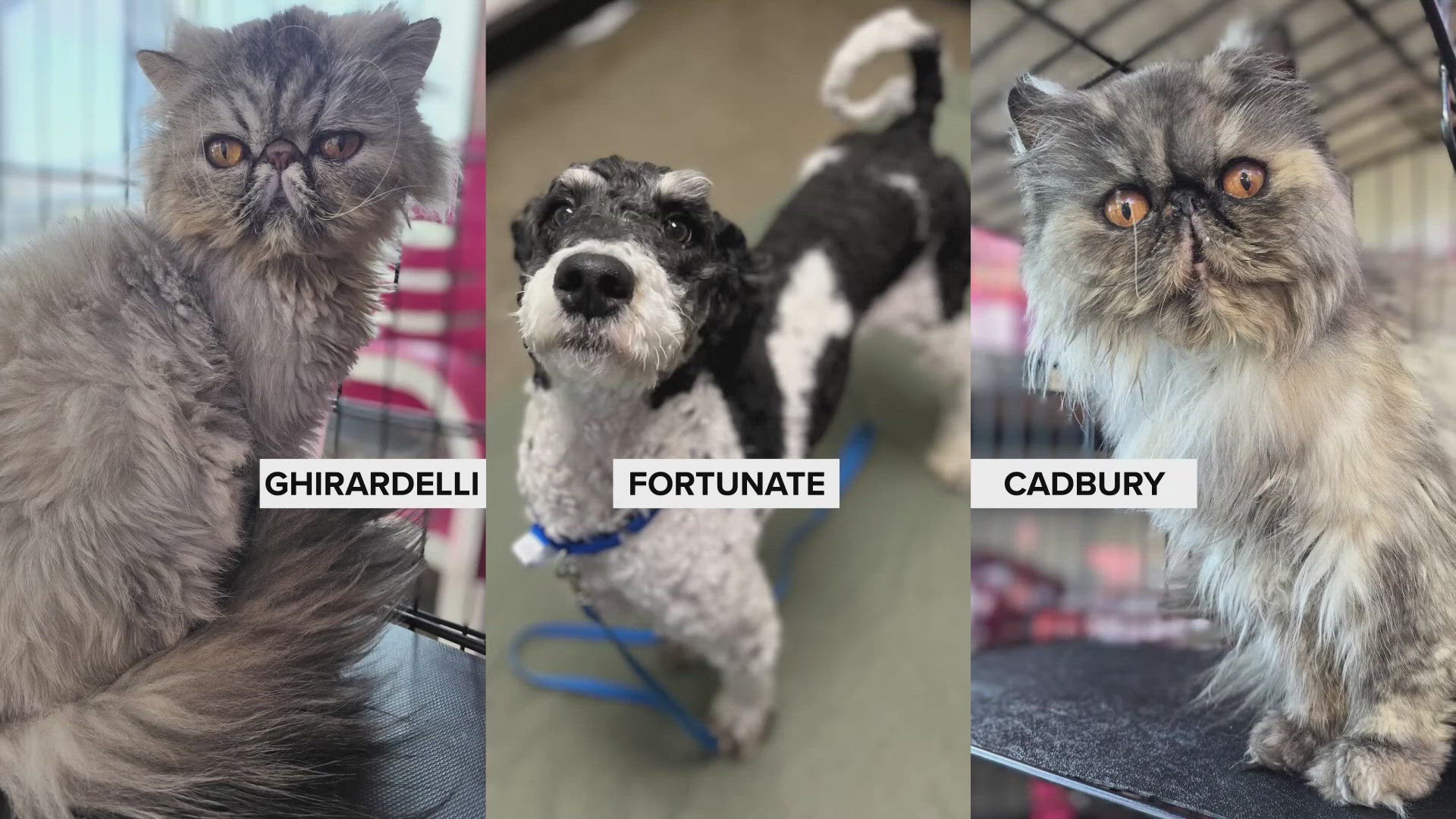 One Of A Kind Pet Rescue in Akron: Helping Persian cats and doodles ...