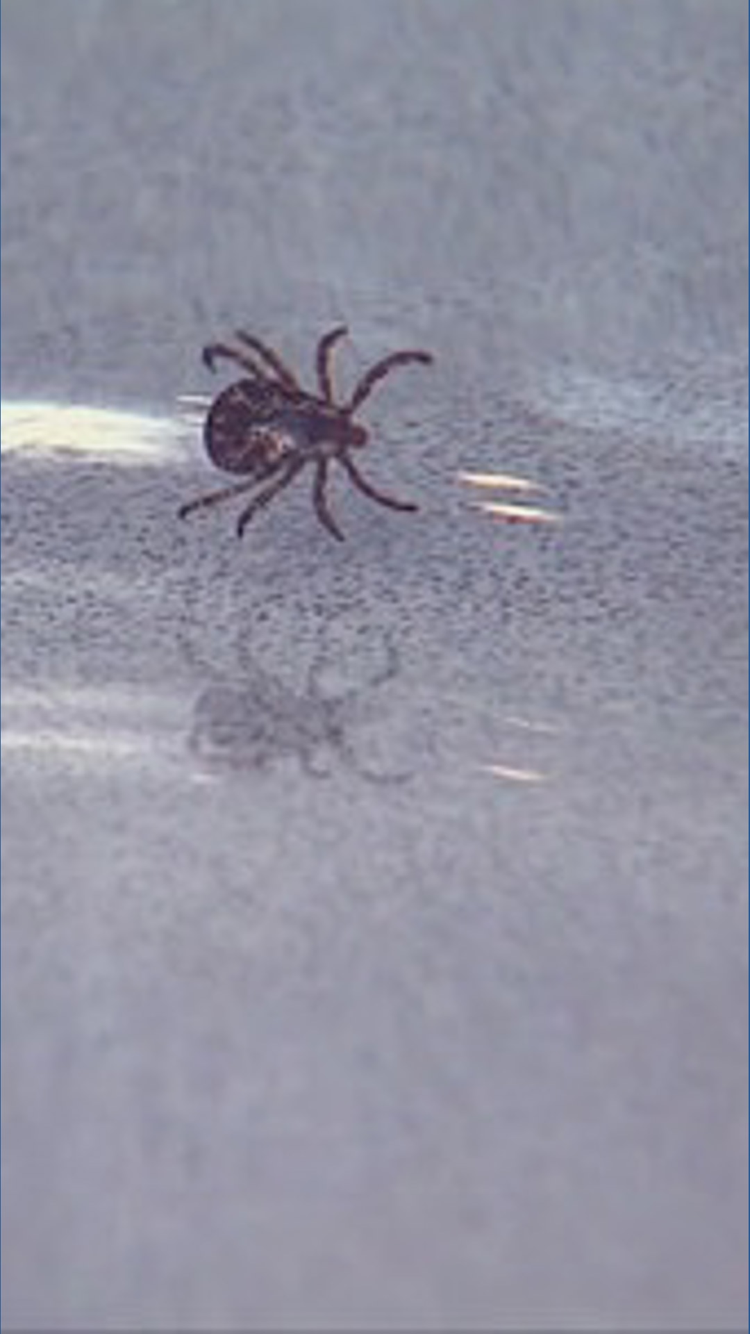Thursday’s Daily Dose: What to know about tick-related Lyme disease and ...
