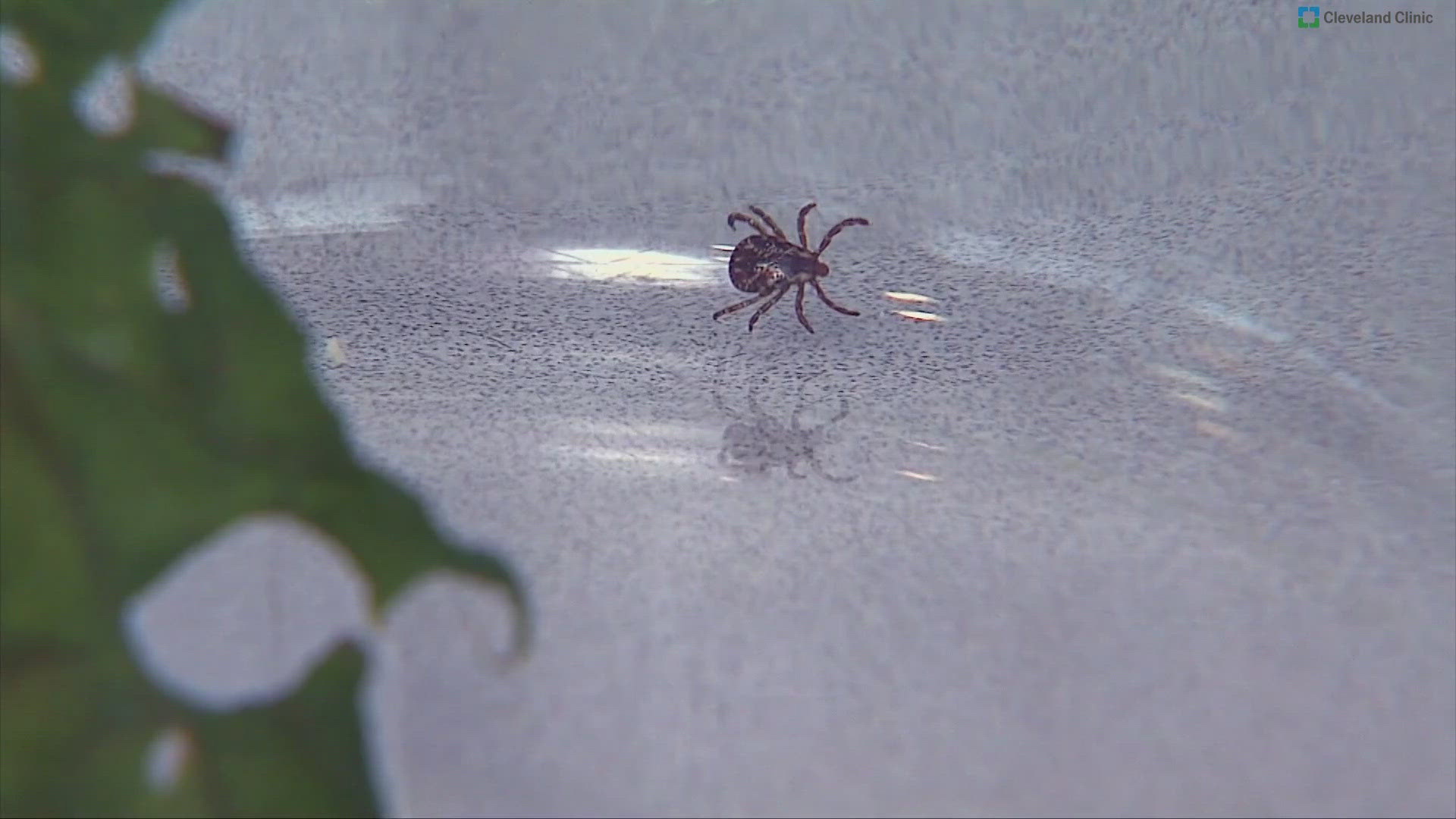 Thursday’s Daily Dose: What to know about tick-related Lyme disease and ...