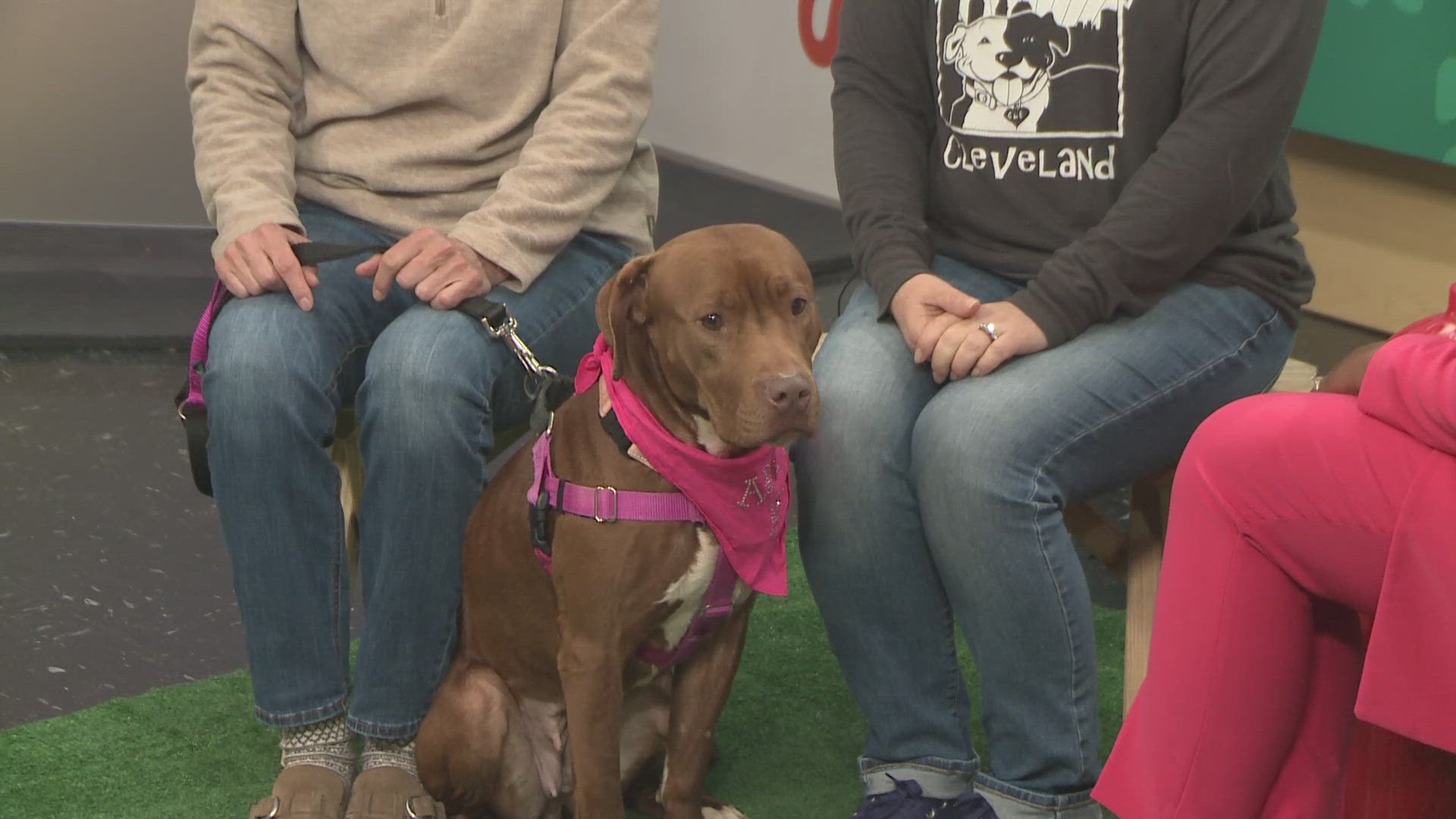 Pet of the Week: Our friends from City Dogs Cleveland | wkyc.com