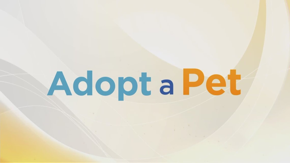 Summit County Humane Society | wkyc.com