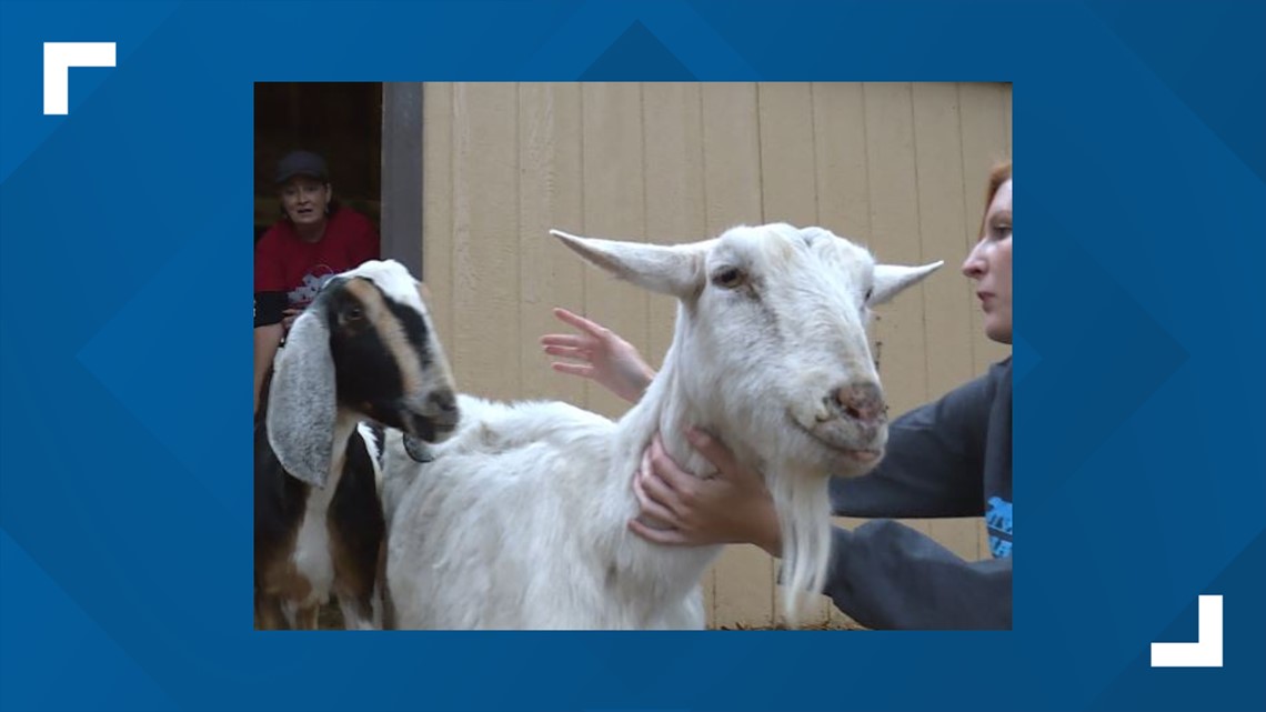 Neglected farm animals found in Trumbull County during raid | wkyc.com