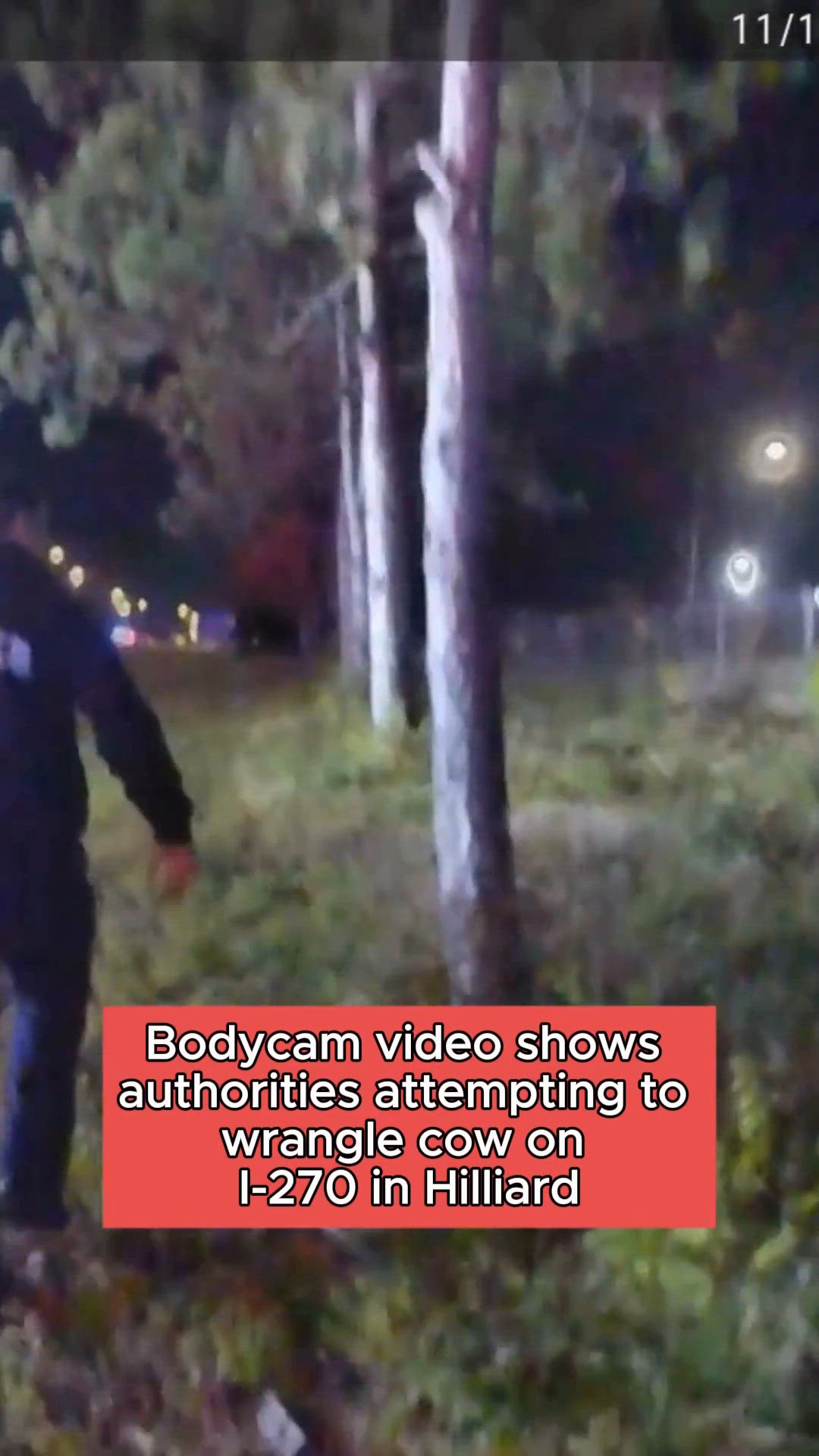 Bodycam video shows authorities attempting to wrangle cow on I-270 in ...