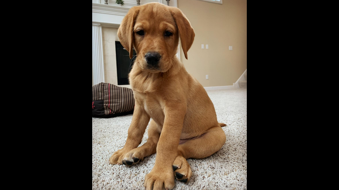 Roxy gets clean bill of health at first puppy check-up | wkyc.com