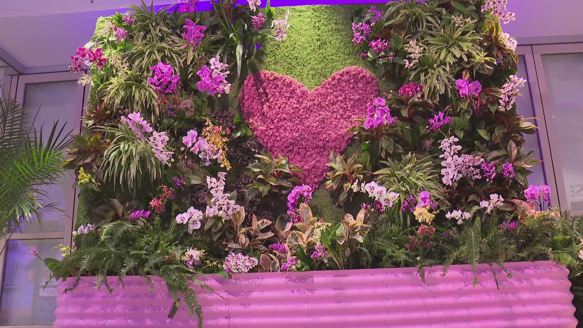 Orchids: Love in Bloom show begins at Cleveland Botanical Garden | First Look | wkyc.com