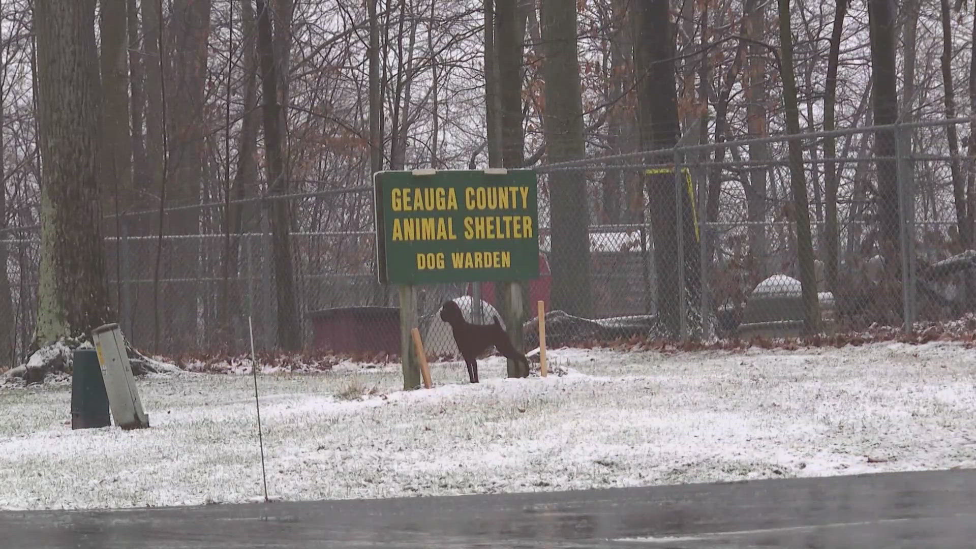 Stray dog at Geauga County Animal Shelter tests positive for canine ...