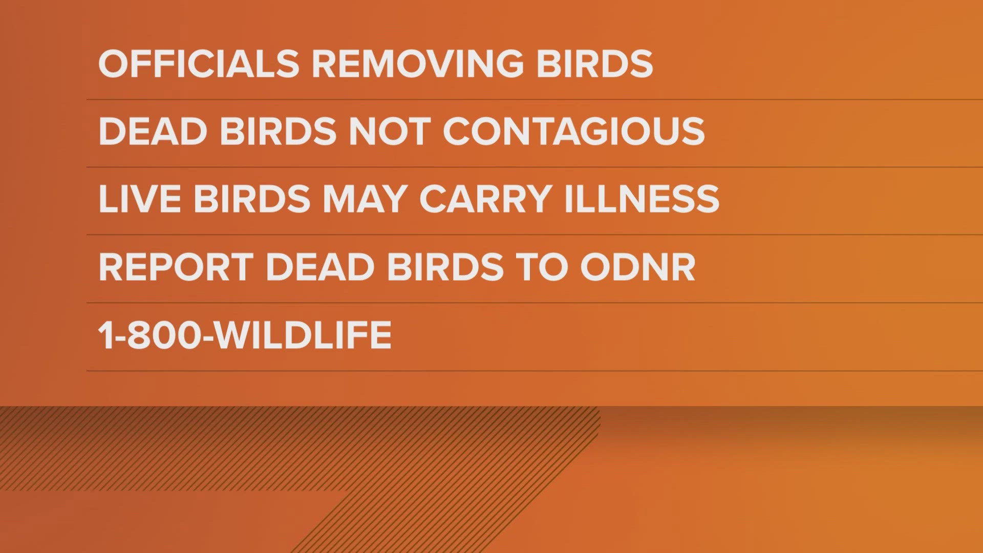 Springfield Township police address dead geese along river | wkyc.com