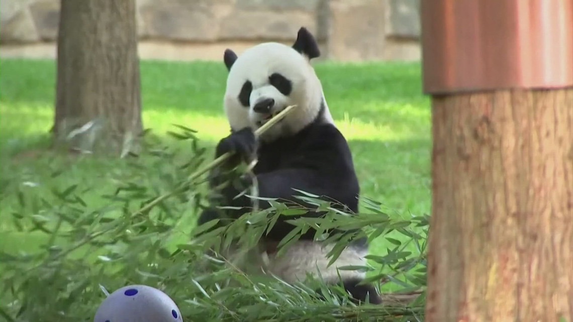 2 new giant pandas are returning to Washington's National Zoo by the ...