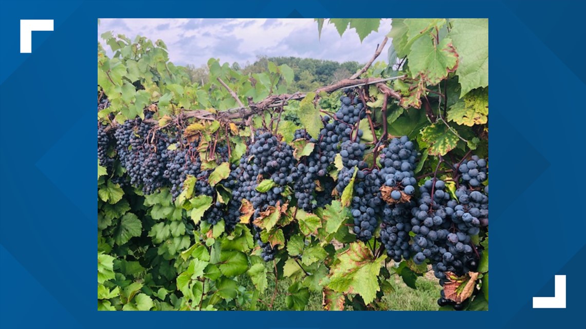 Cheers! Northeast Ohio grape harvest gives reason to toast | wkyc.com