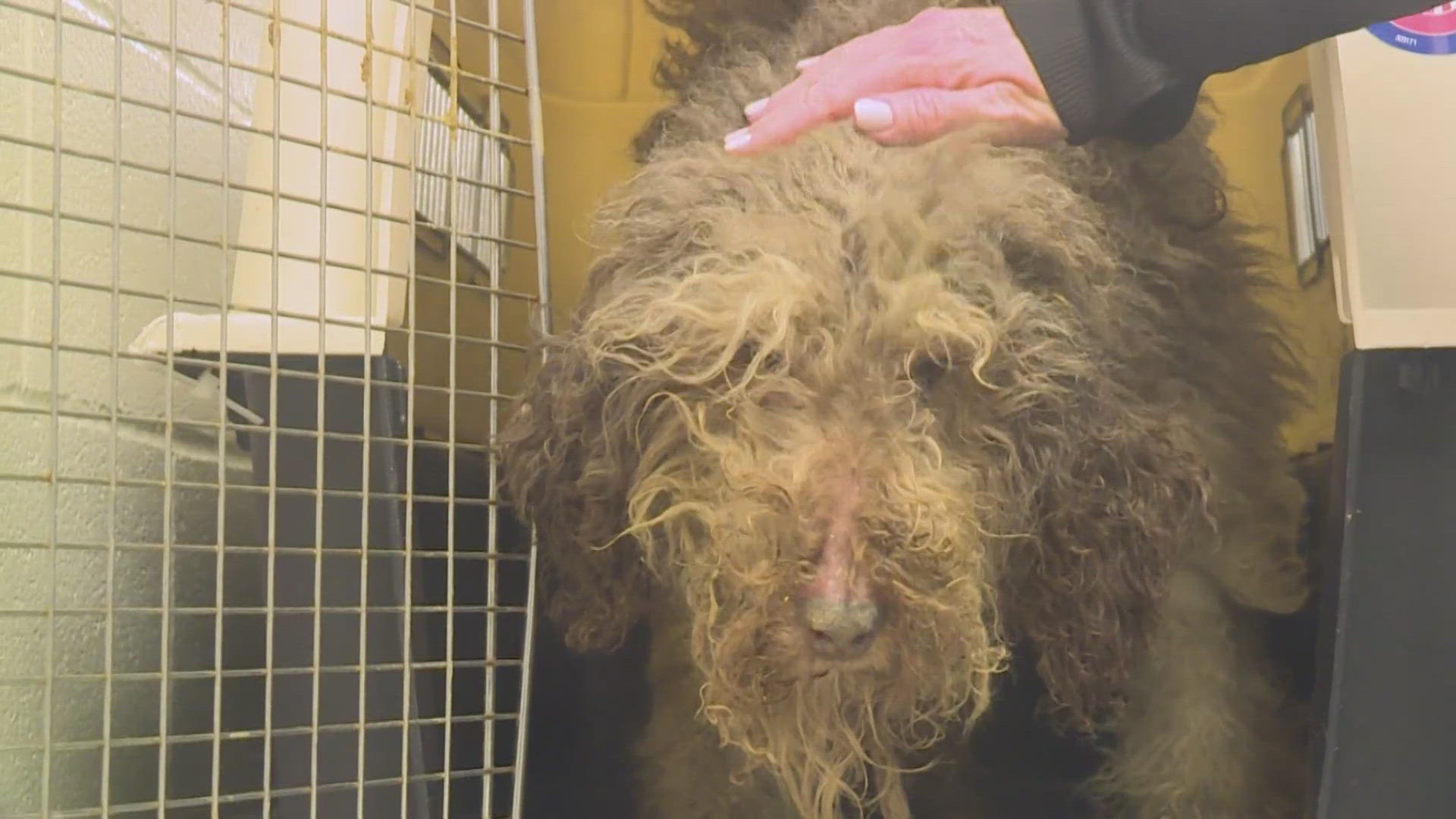 Investigation underway after more than a dozen dogs found dumped in ...