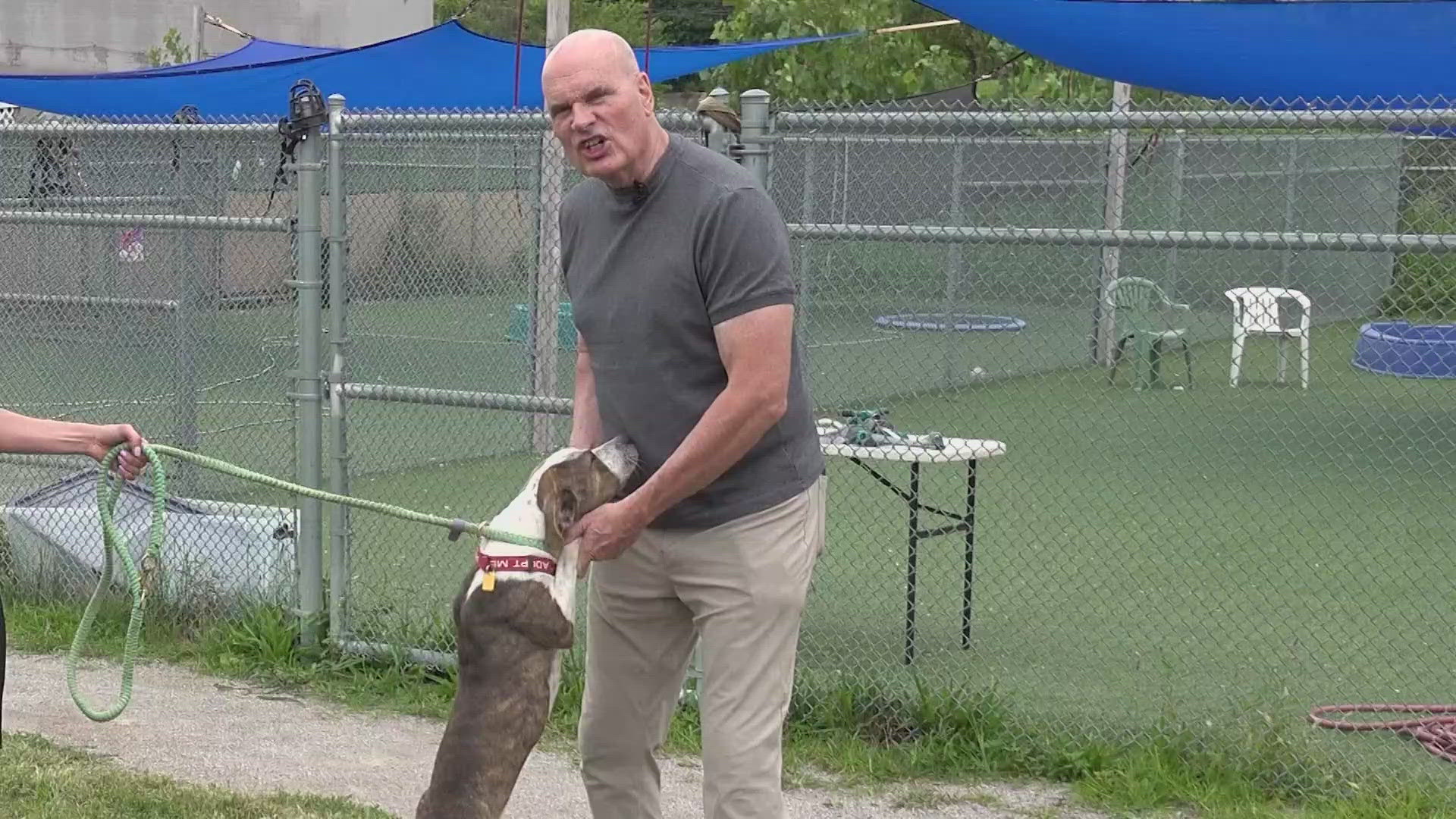 Tim Misny introduces some adorable and adoptable pups at City Dogs ...