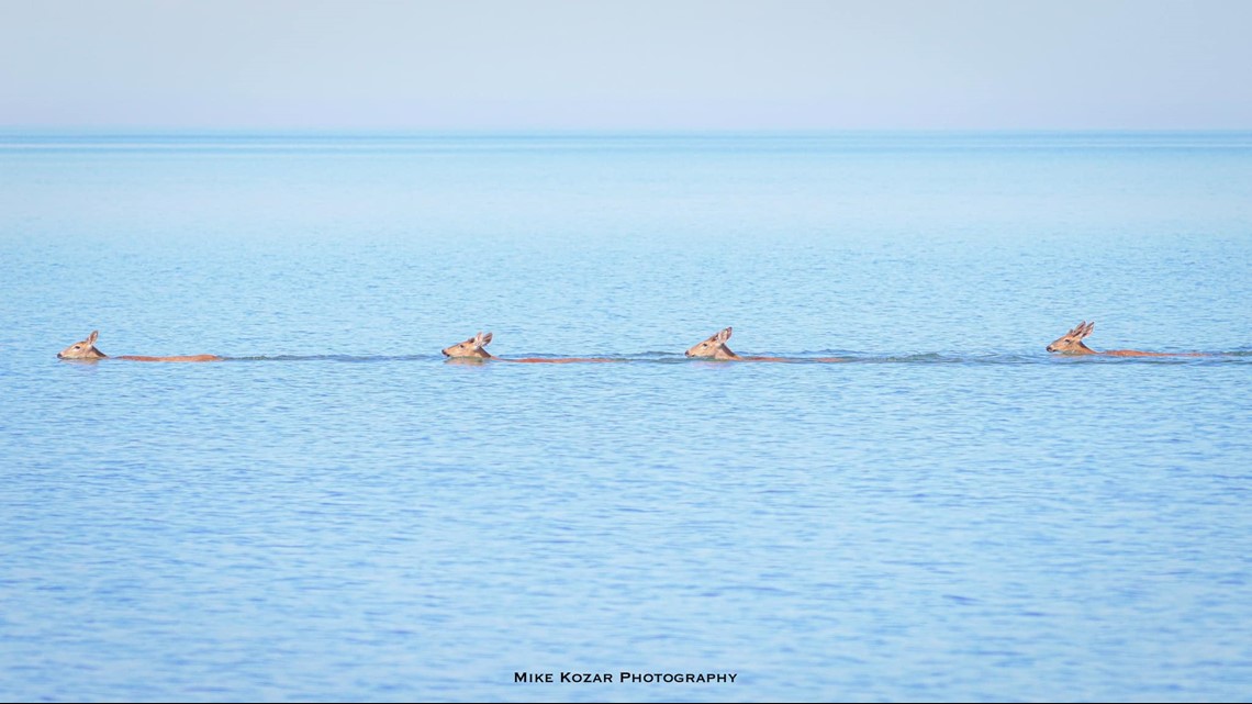 See rare photos of four deer swimming in Lake Erie in Mentor | wkyc.com