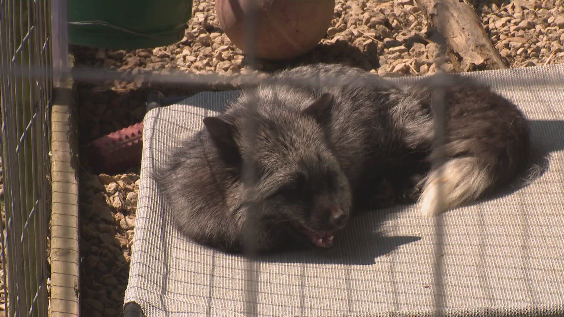 Sanctuary expanding as more captive-bred foxes are surrendered by pet ...
