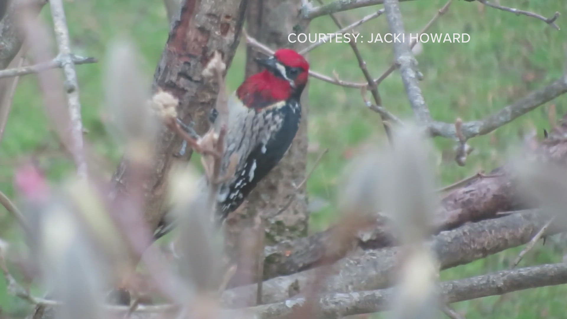 Geauga County woman spots rare sapsucker hybrid in backyard | wkyc.com