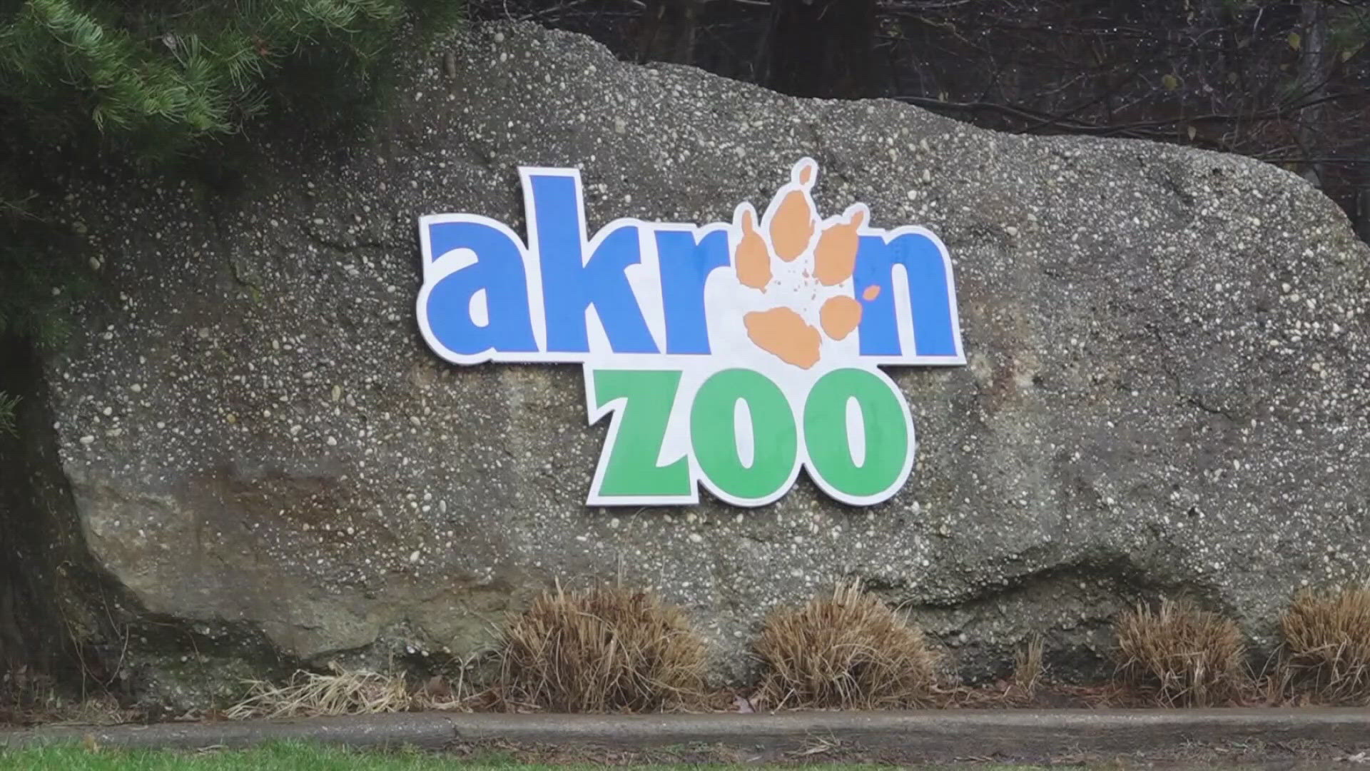 Akron Zoo moves some birds indoors as bird flu cases are detected in ...
