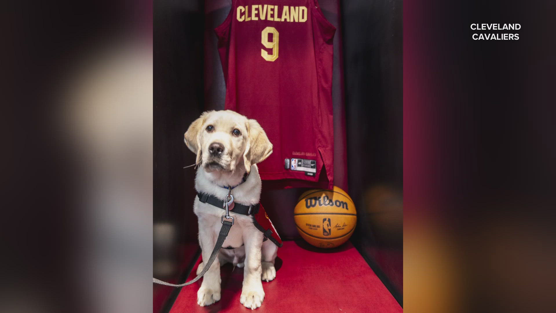 Meet Reggie: Cavs, Monsters to raise and train service dog in ...