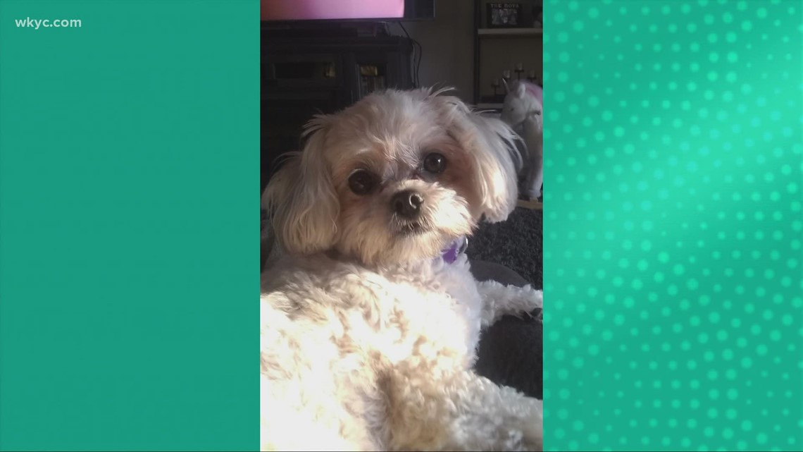 Cedar Point going cashless, but what if I don't have a card? | wkyc.com