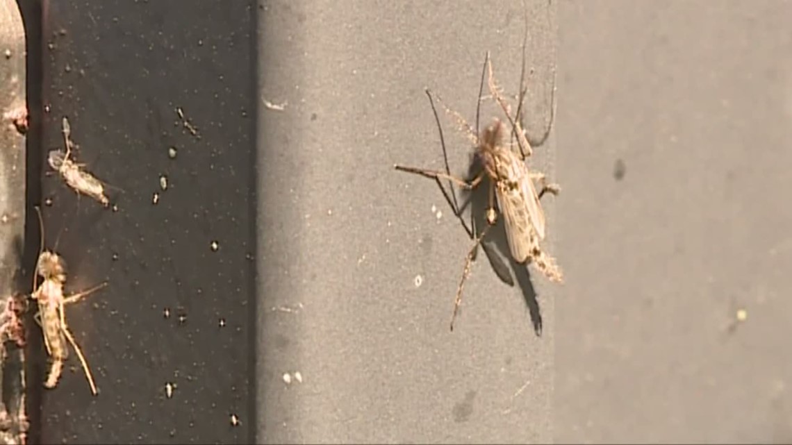 Gross! Midges invade Northeast Ohio | wkyc.com