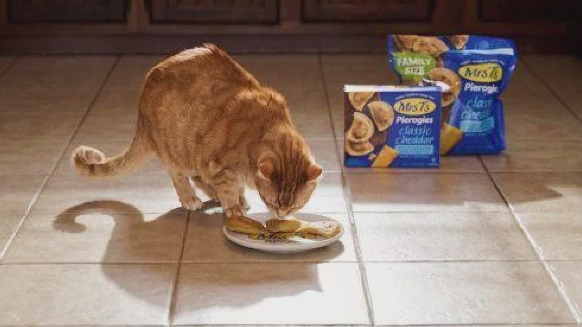 Northeast Ohio's 'Concord Casimir' makes his Groundhog Day prediction ...