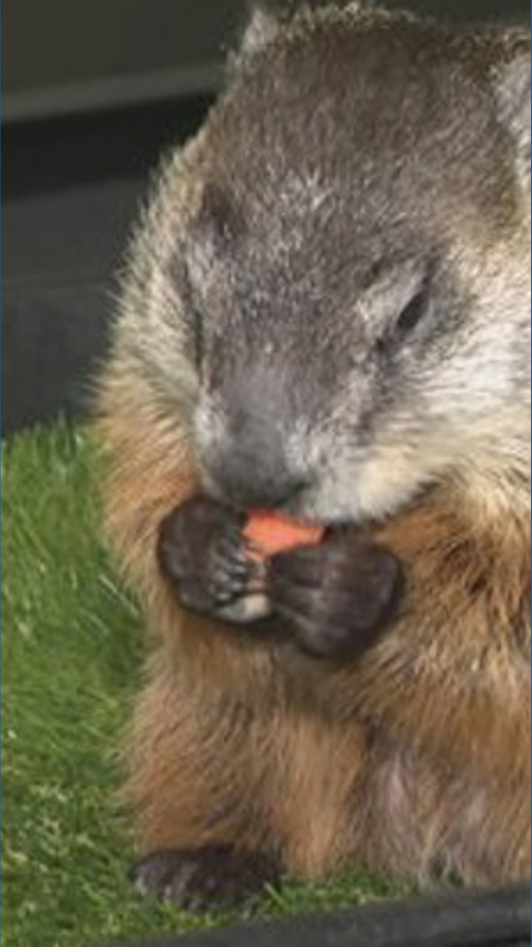 Groundhog Day in Ohio: Meet Buckeye Chuck | wkyc.com