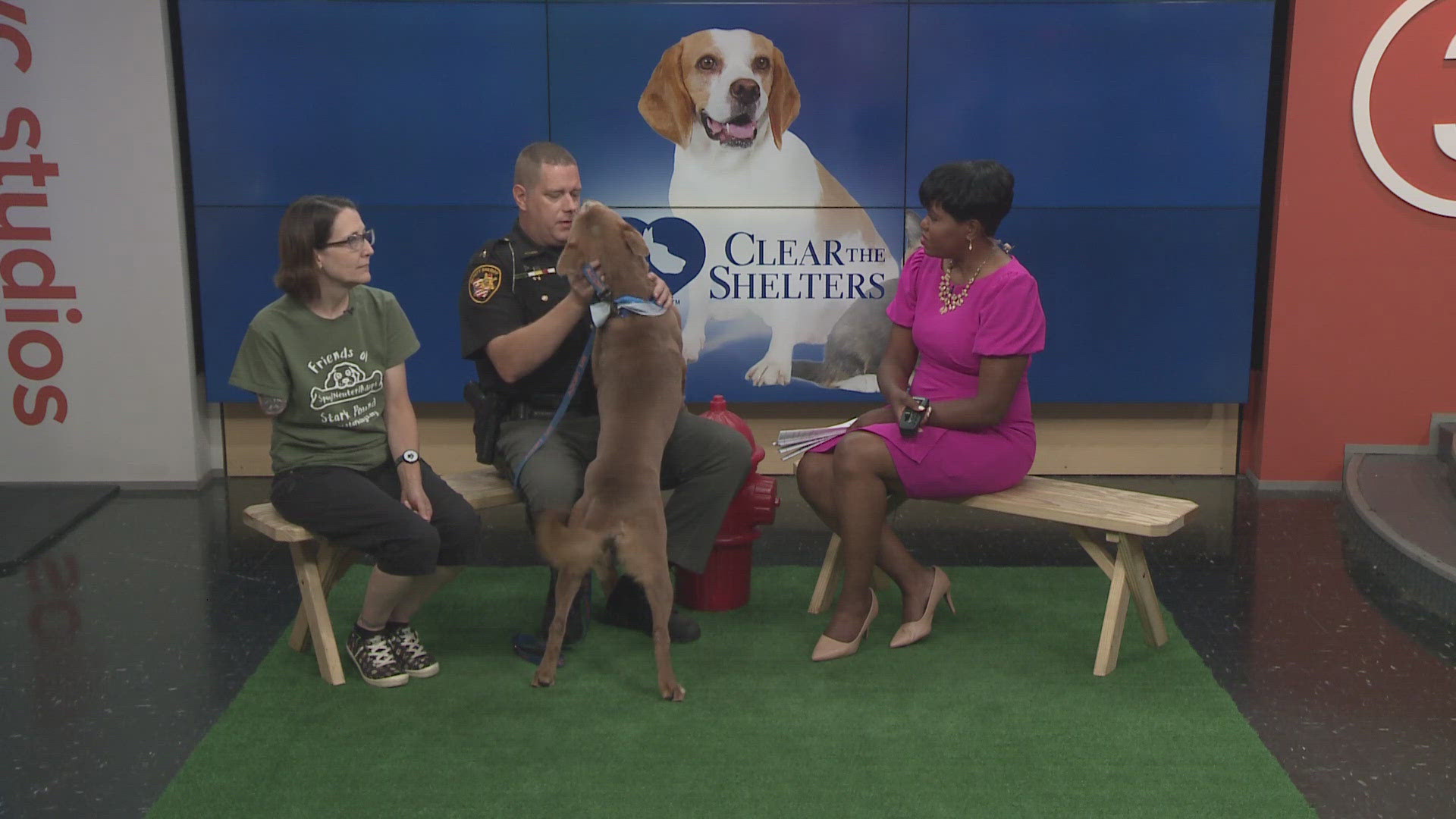 Clear the Shelters: Friends of Stark Pound visits 3News with Hank ...
