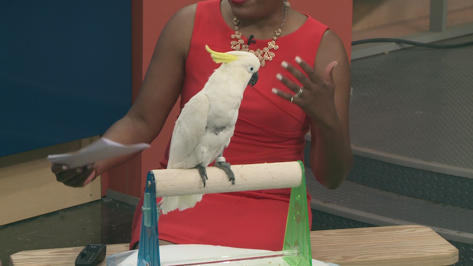 Clear the Shelters 2025: Over 3,000 pets adopted from Northeast Ohio ...