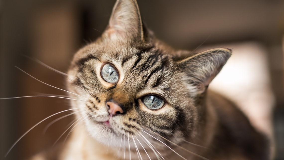 International Cat Show returns to I-X Center this weekend | wkyc.com