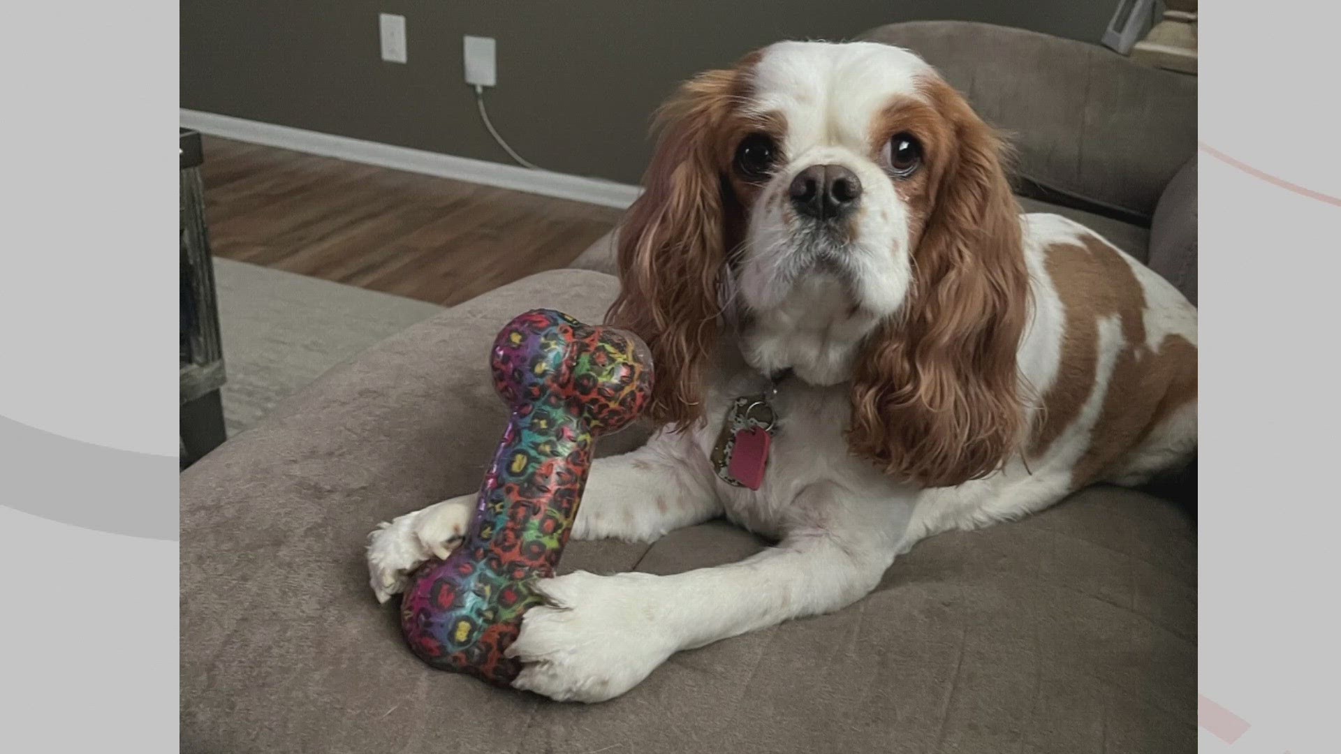 Doggone Weather: Max | wkyc.com