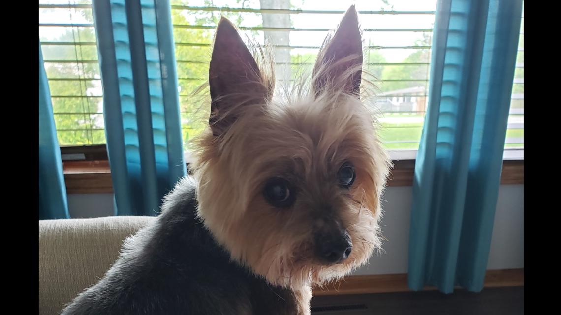 National Puppy Day 2023: Viewer photos | wkyc.com