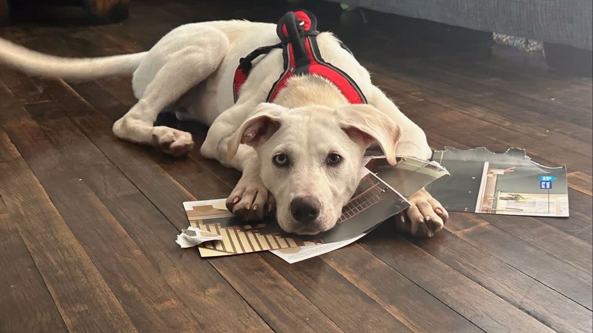 National Puppy Day 2023: Viewer photos | wkyc.com