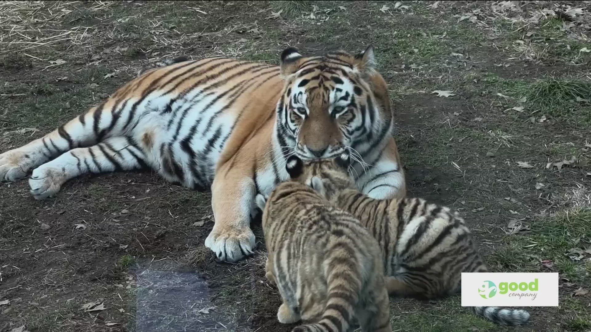 Paw-some New Tigers! | wkyc.com