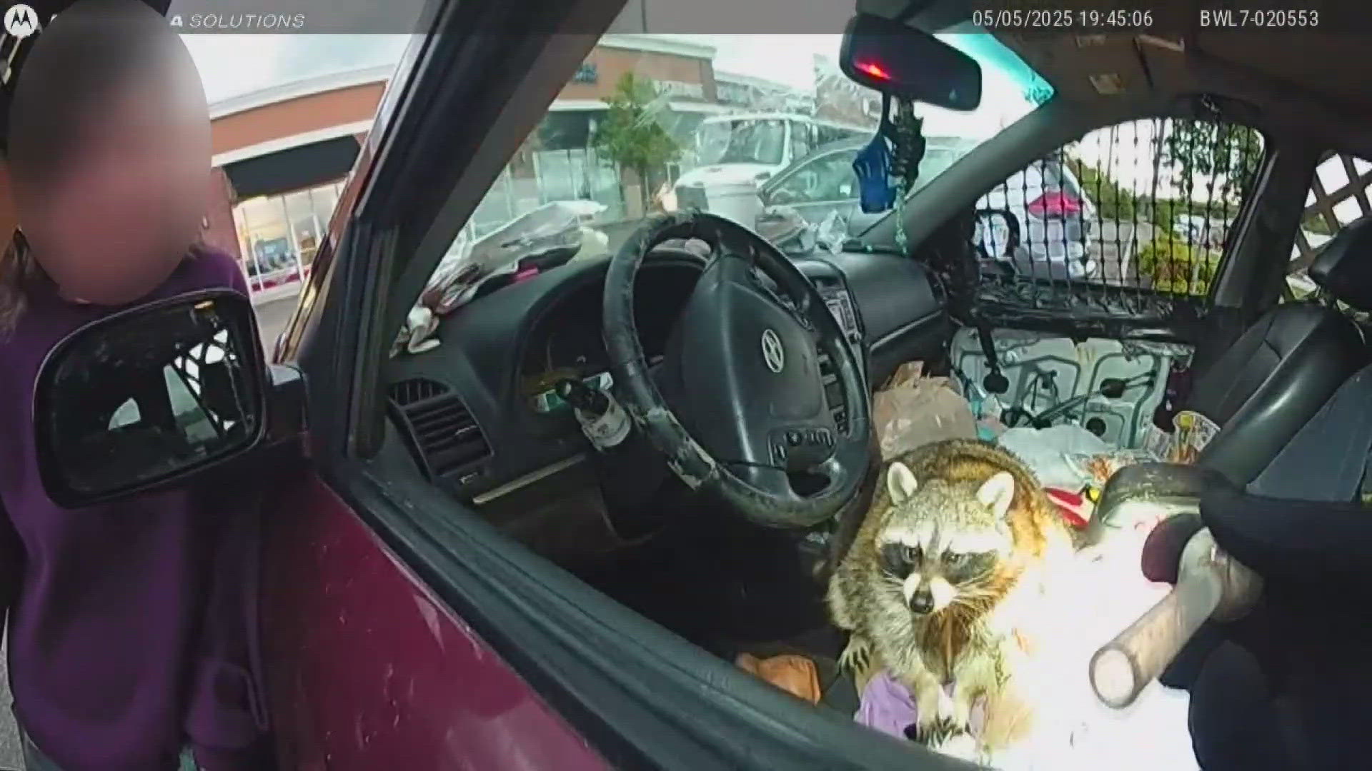 Woman arrested after police allegedly find raccoon in vehicle with a ...